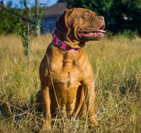 Dogue De Bordeaux dog harness, Dogue De Bordeaux dog muzzle, Dogue De ...